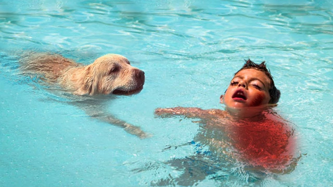 Super Smart Dog And Understanding Saves Baby From Water😱😍🐶? Will It Be ...
