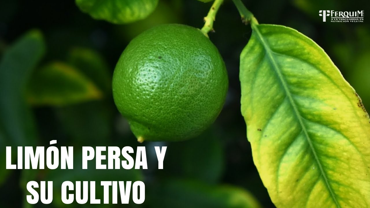 Descubre los Secretos para Cultivar Limón Persa en México y Aumentar ...