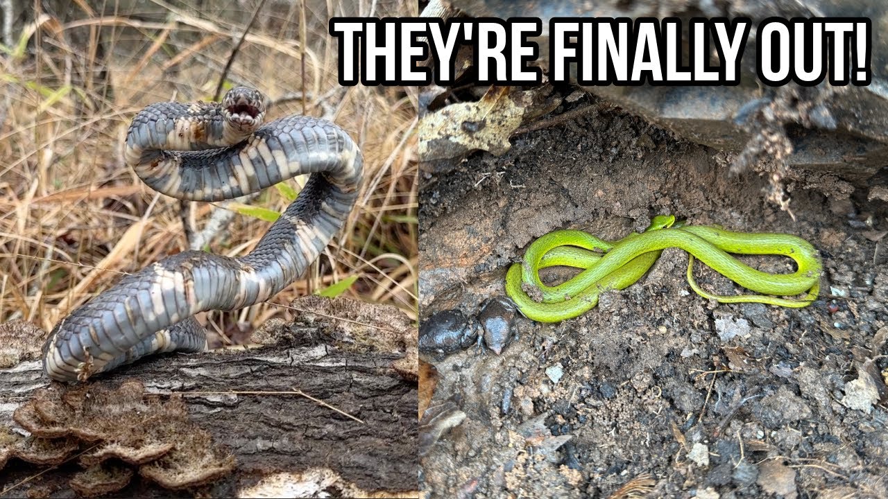 Spring Hiking for Snakes in Georgia and Alabama! Old Barns, Ratsnakes ...