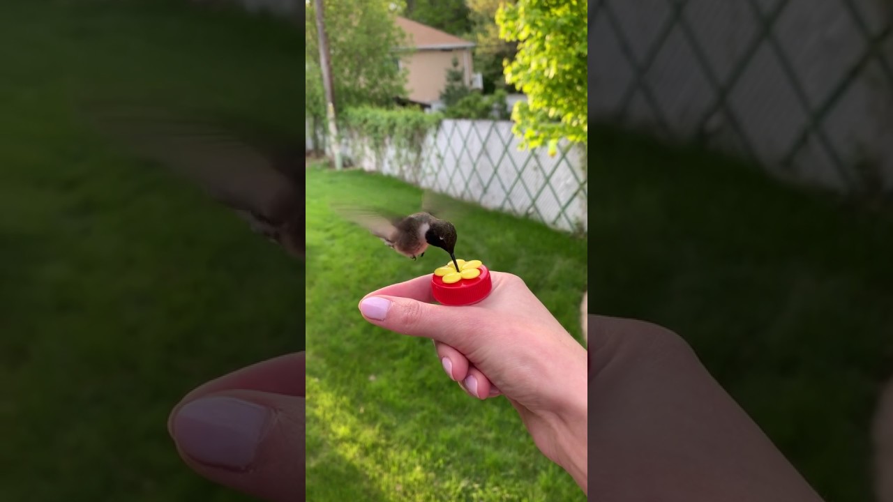 Hummingbird lands on my finger - YouTube