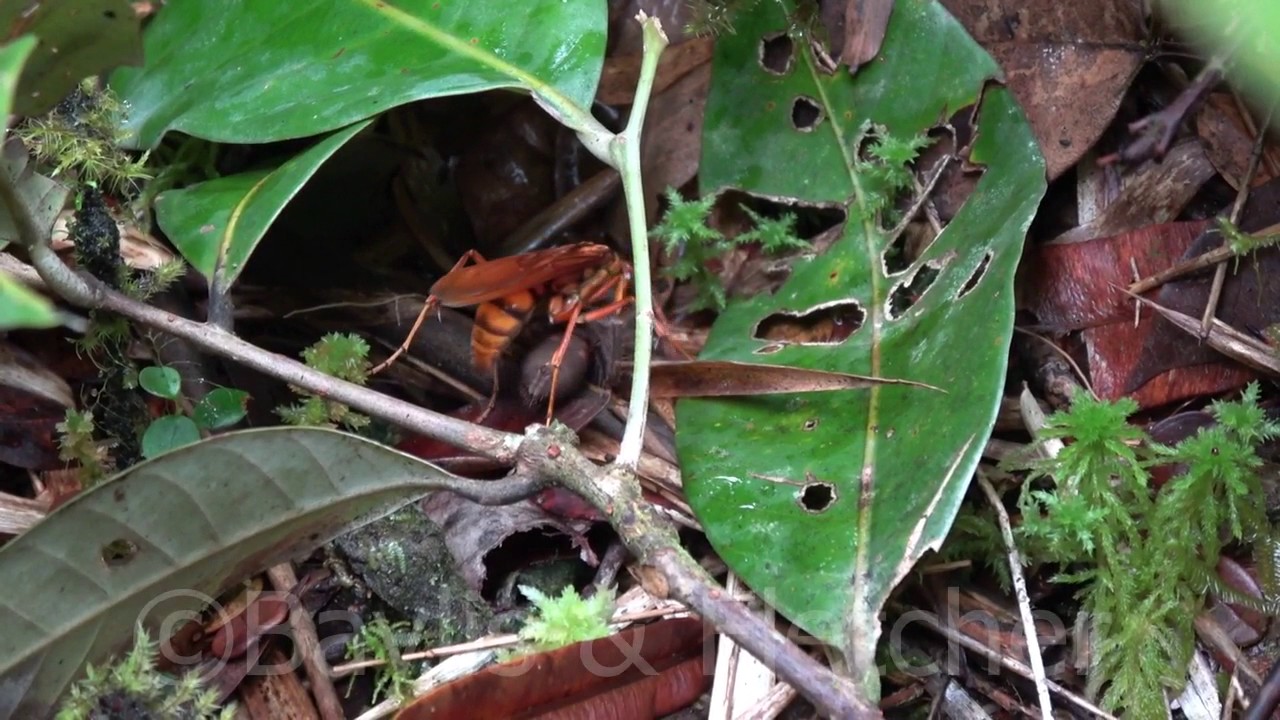Spider wasp (Hemipepsis sp) with its prey, Malaysia. 20170526_123508 ...