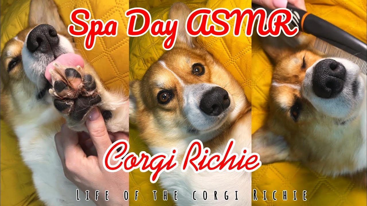 Spa Day corgi Richie ASMR - YouTube