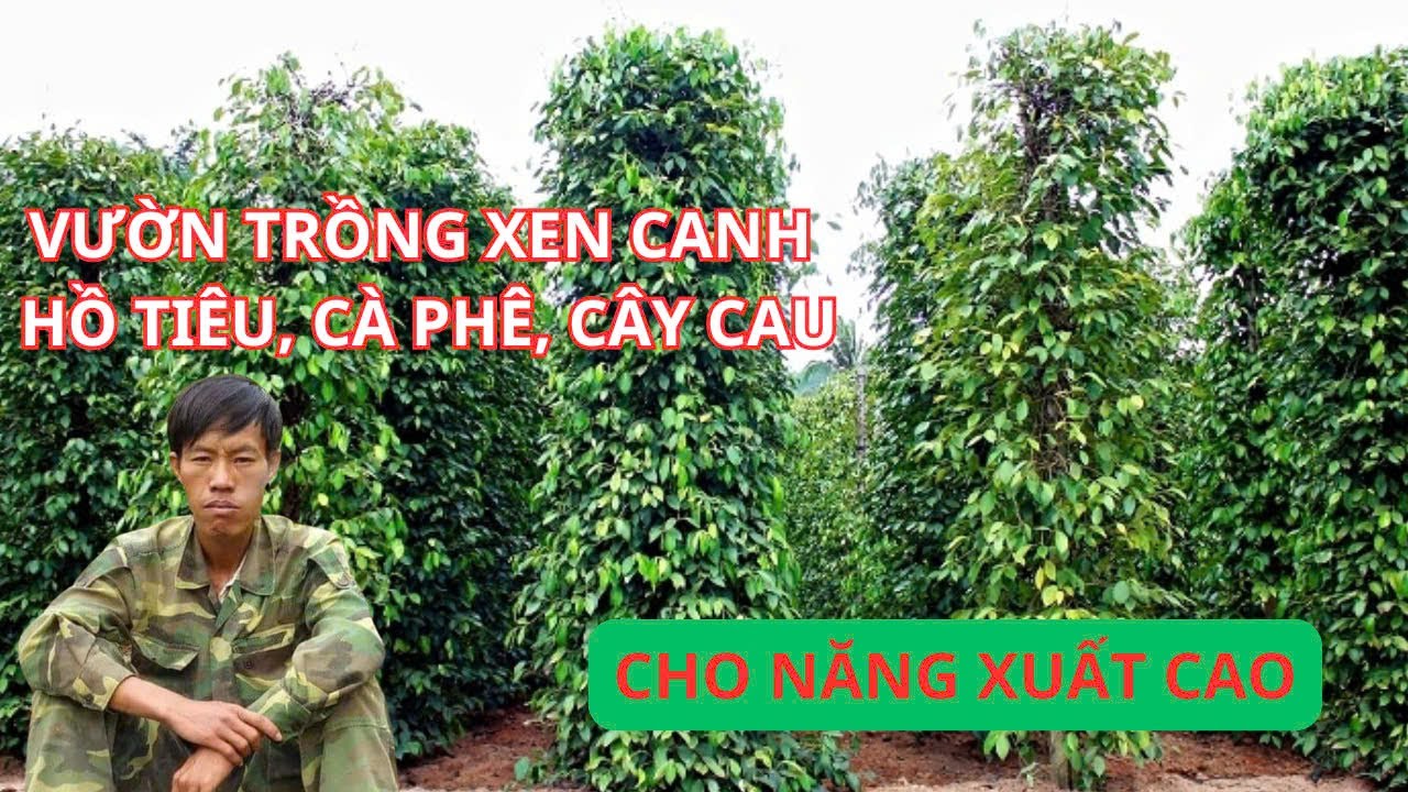 vườn trồng xen canh cây tiêu cafe và cây cau - YouTube