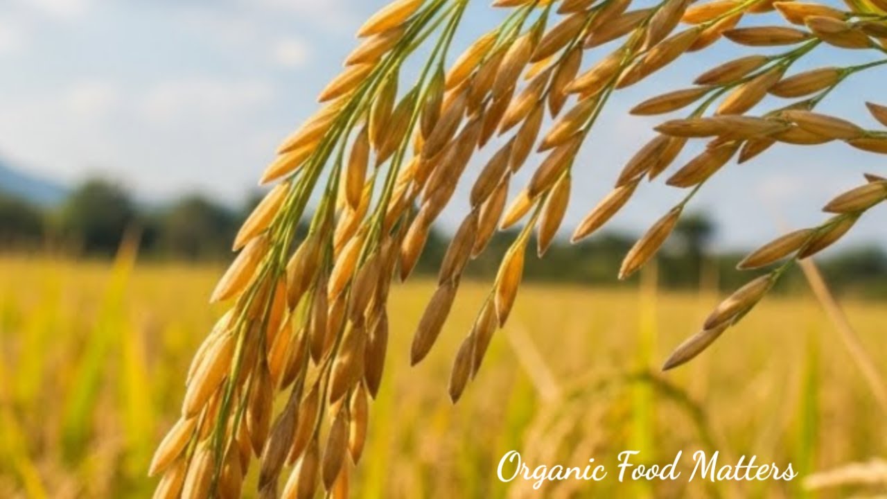 Duck-Powered Rice Revolution: Organic SRI & AWD Farming Guide for ...