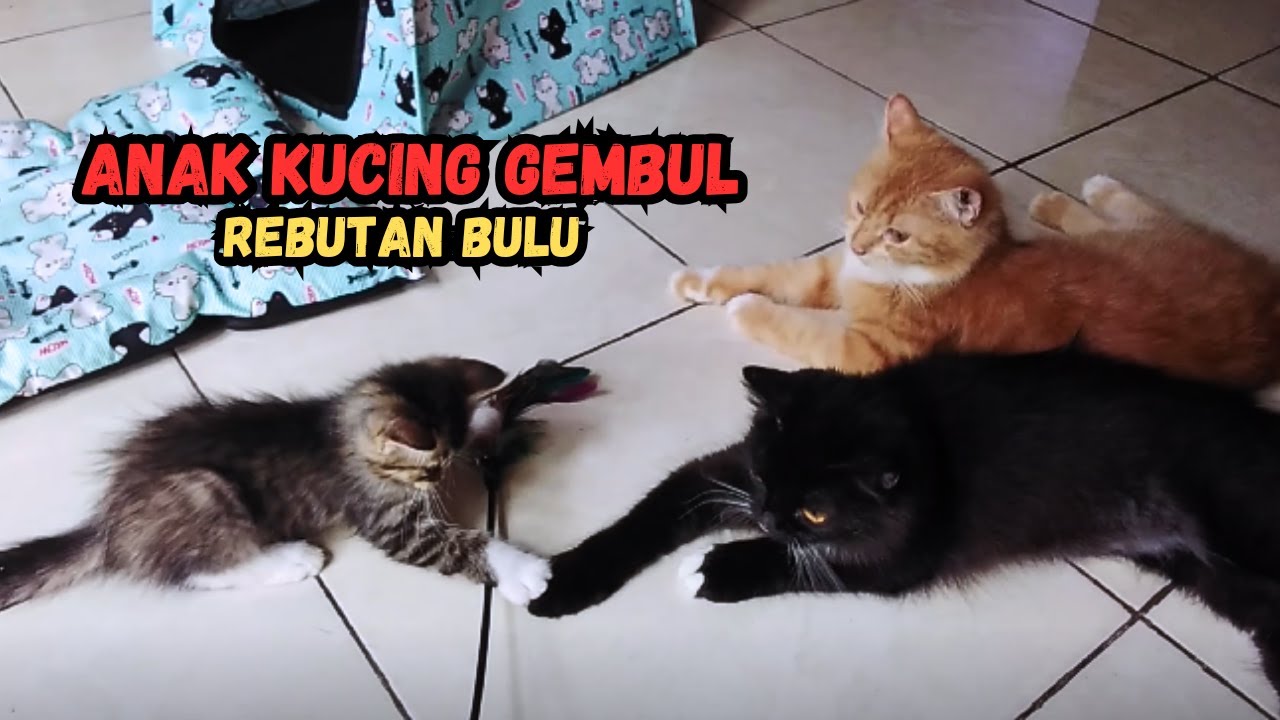Anak Kucing Gembul Rebutan Bulu dengan Pino dan Poni#cat #kitten # ...