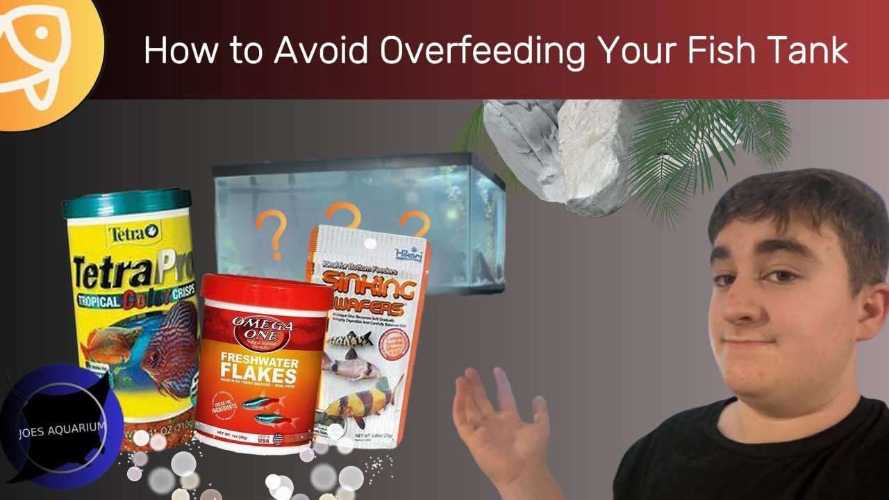 How to Avoid Overfeeding Your Fish Tank - YouTube