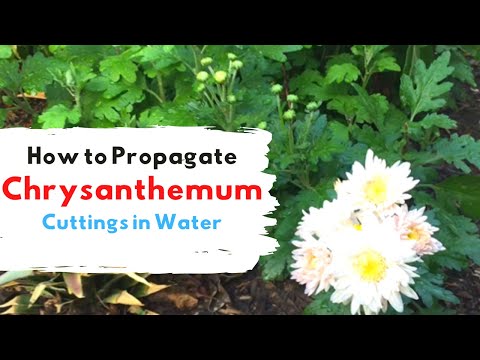 Can You Strike Chrysanthemums From Cuttings