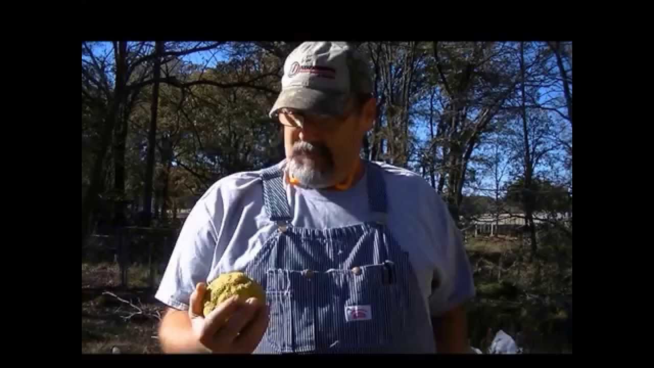 Horseapple penetration test EAA Witness Hunter 10mm - YouTube