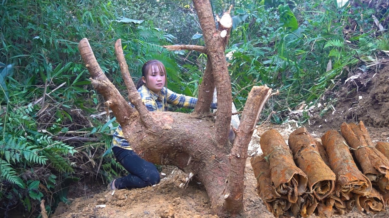 Linh alone goes to the forest to dig bark, Harvest cassava, Take it to ...