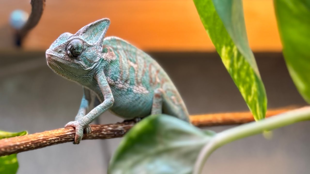 My veiled chameleon Rango June-Aug 2024 #chameleon #veiledchameleon ...
