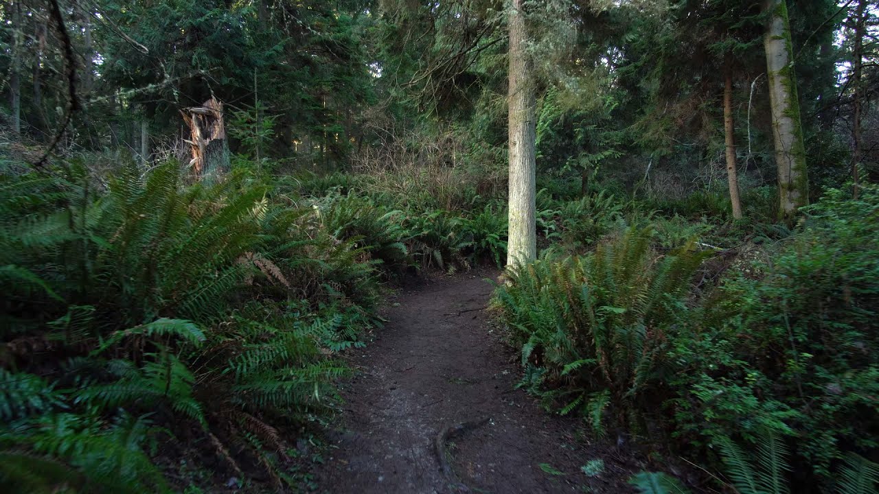 Walking at Point Defiance Park 4K24 (ASMR) - YouTube