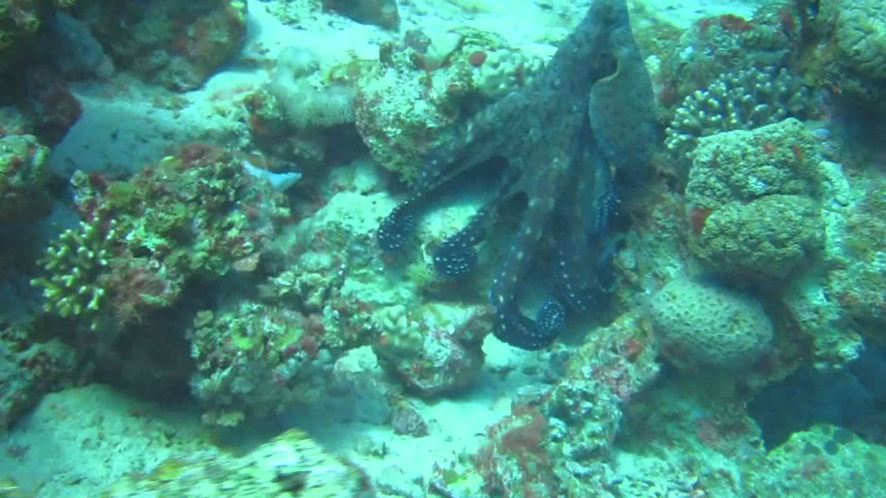 Lionfish vs Octopus & Diver - YouTube