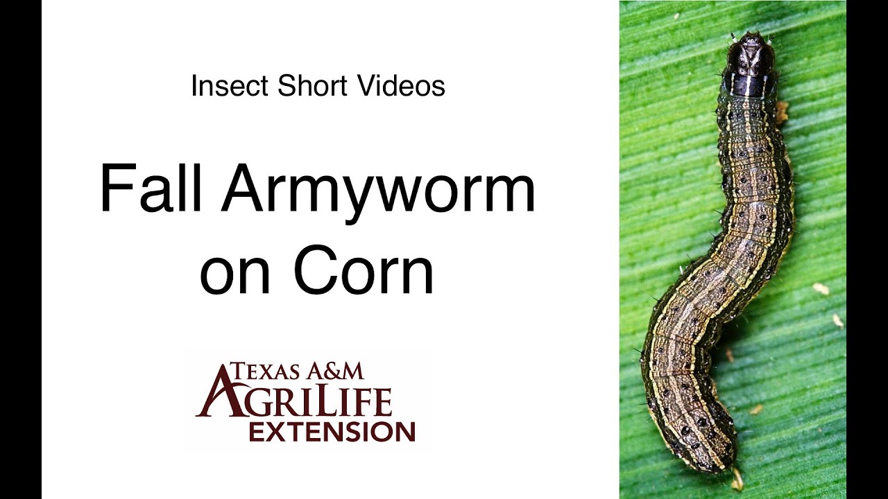 Fall armyworm on Texas Corn (2:03) - YouTube