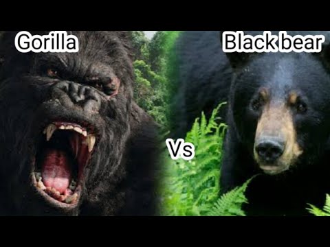 Gorilla Vs Black Bear Bear Vs Gorilla Black Bear Vs Gorilla 9252