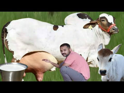 Top 10 Highly Milking Biggest Udder Cows in India and Pakistan | Gir gay farming in India - YouTube