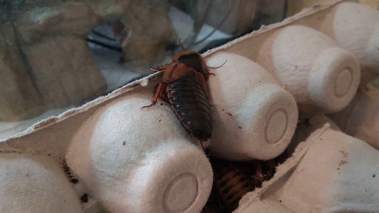 Dubia Cockroach Ootheca - YouTube