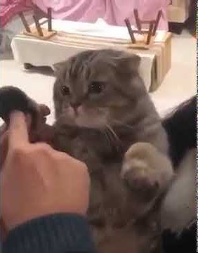 Cute Cat saying Hewwo - YouTube