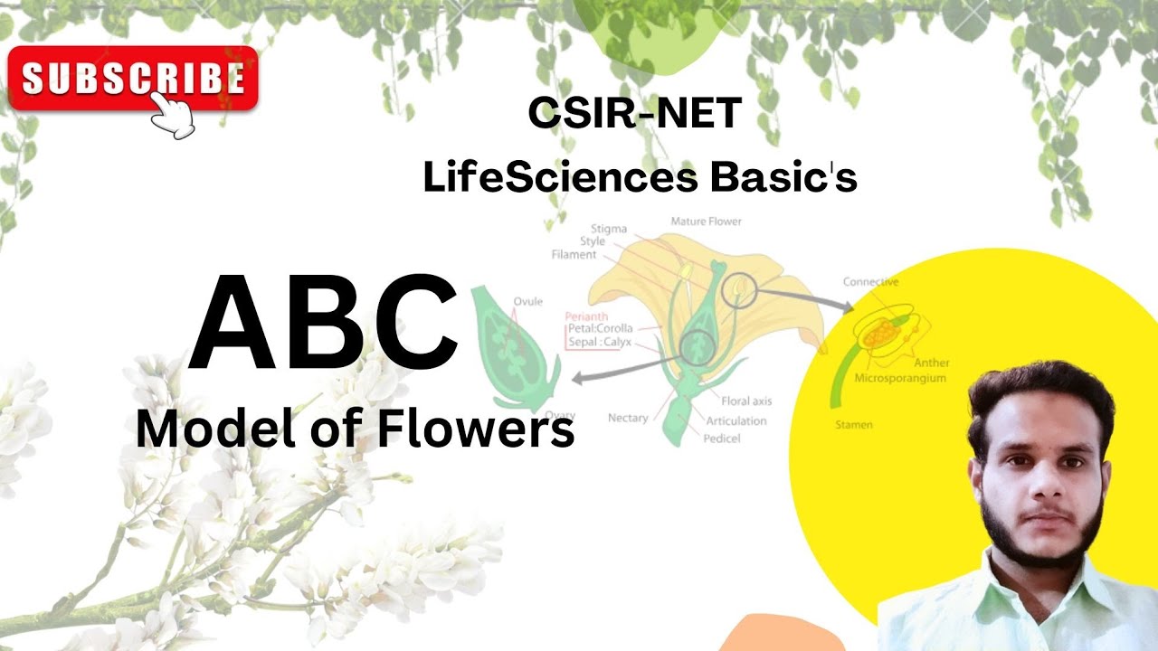ABC model of Flowers 🌻 | Csirnet | Plant physiology | 2024 - YouTube