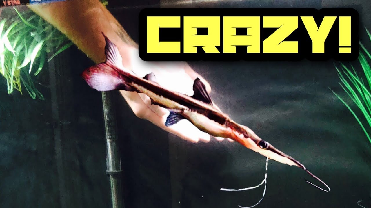 My NEW PREHISTORIC ALIEN CATFISH! - YouTube