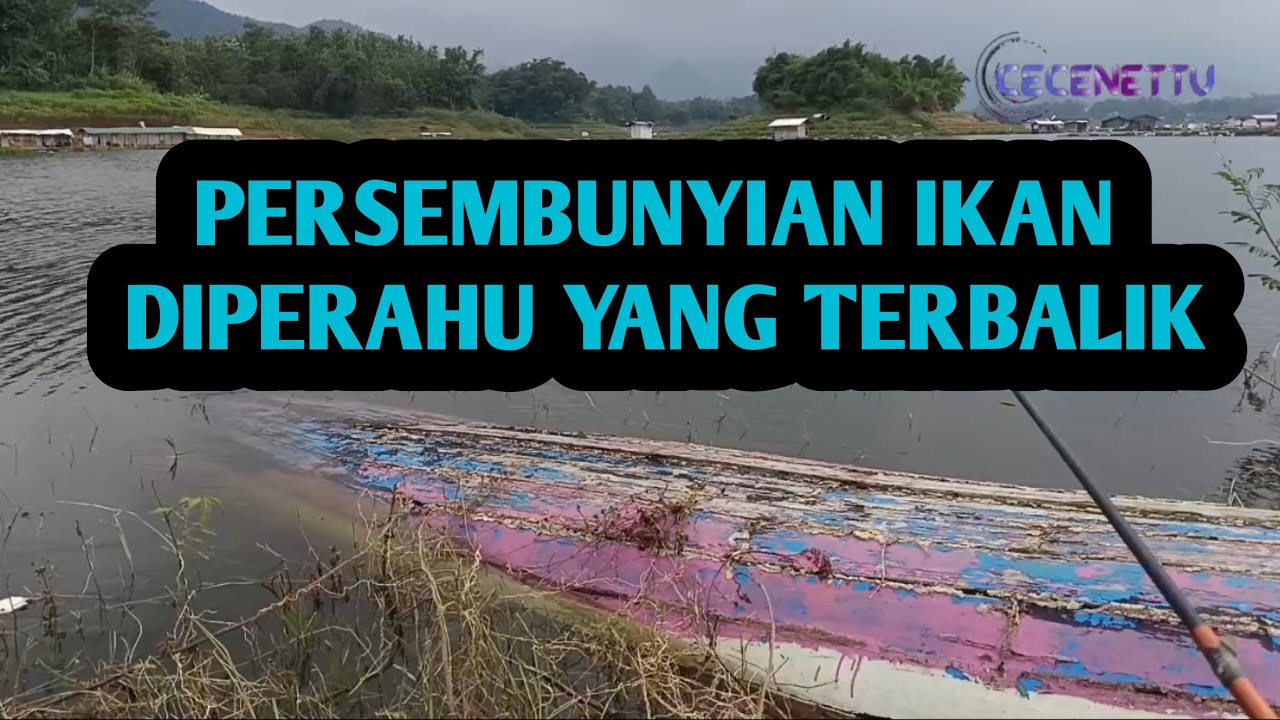 Dibawah perahu terbalik sarangnya ikan paray dan ikan pepetek - YouTube