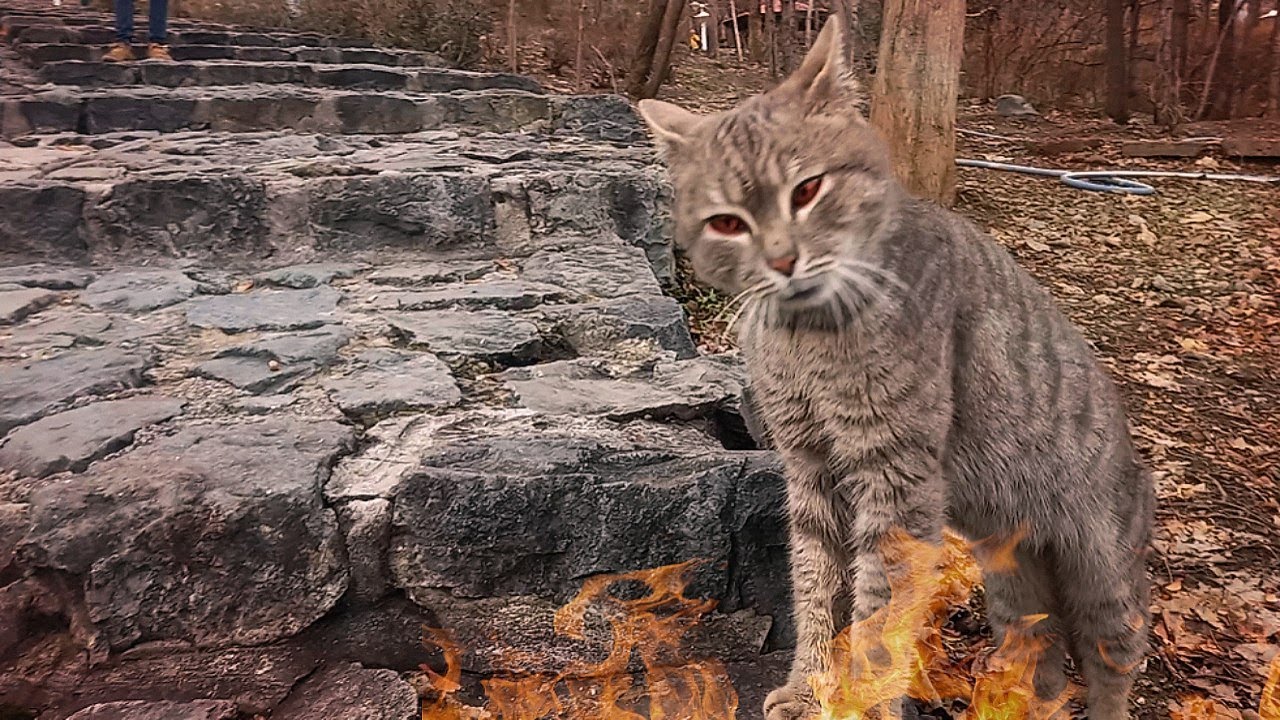 psycho angry cats attack | two angry cats screaming loudly - YouTube
