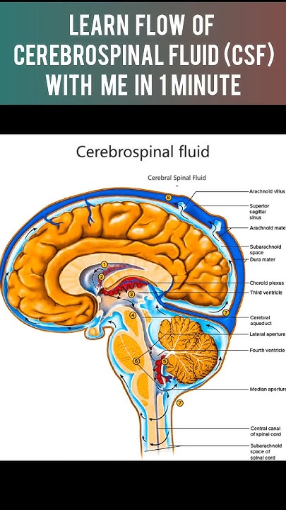 Flow of Cerebrospinal Fluid (CSF) with me in 1 min..#mbbs # ...