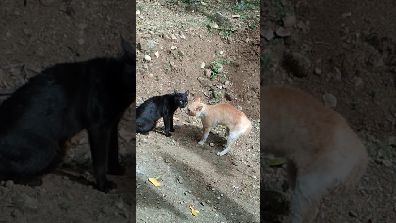 Pusang gala - YouTube