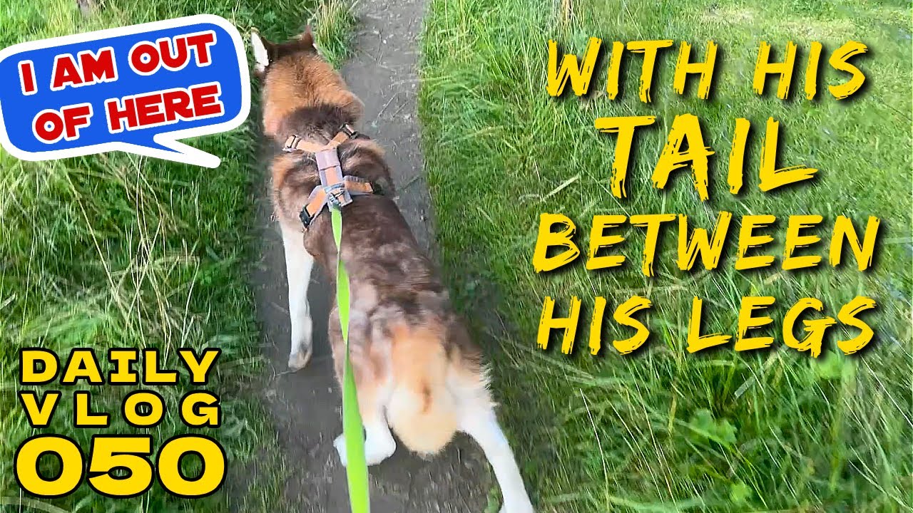 husky vlog 50 wednesday SCARED HUSKY #husky #dogs #funnypets #dogvideos ...