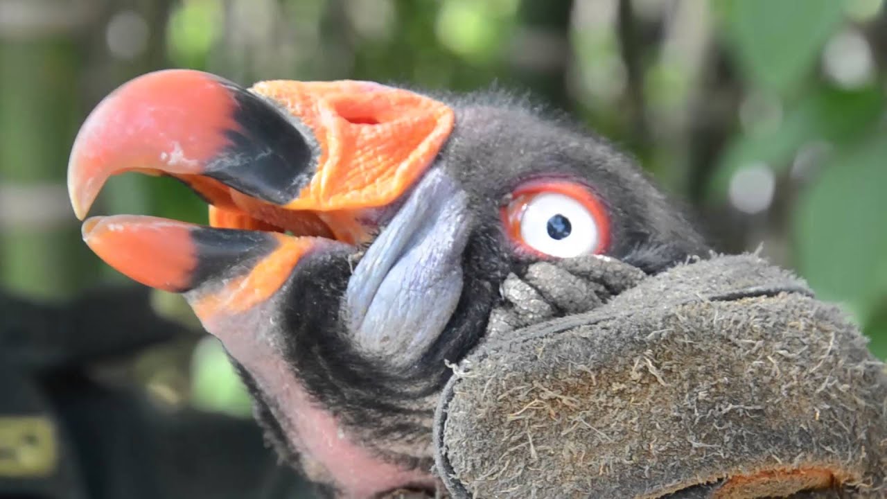 Rescate del Rey de los Gallinazos - YouTube