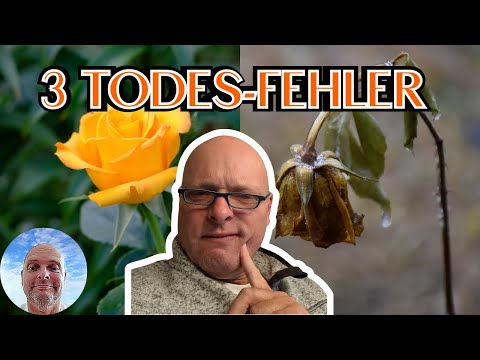 Rosen winterfest machen: 3 tödliche Fehler vor dem ersten Frost