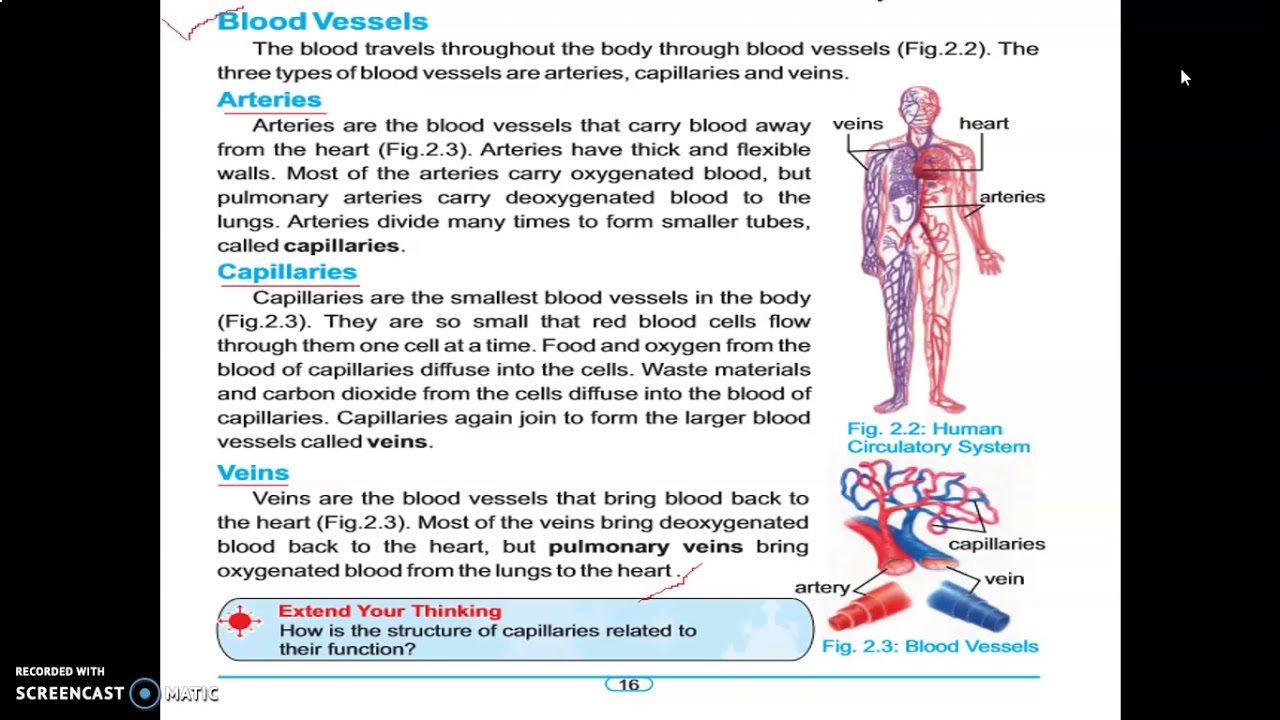 Class 7 Blood vessels science lecture 4 (2021) - YouTube