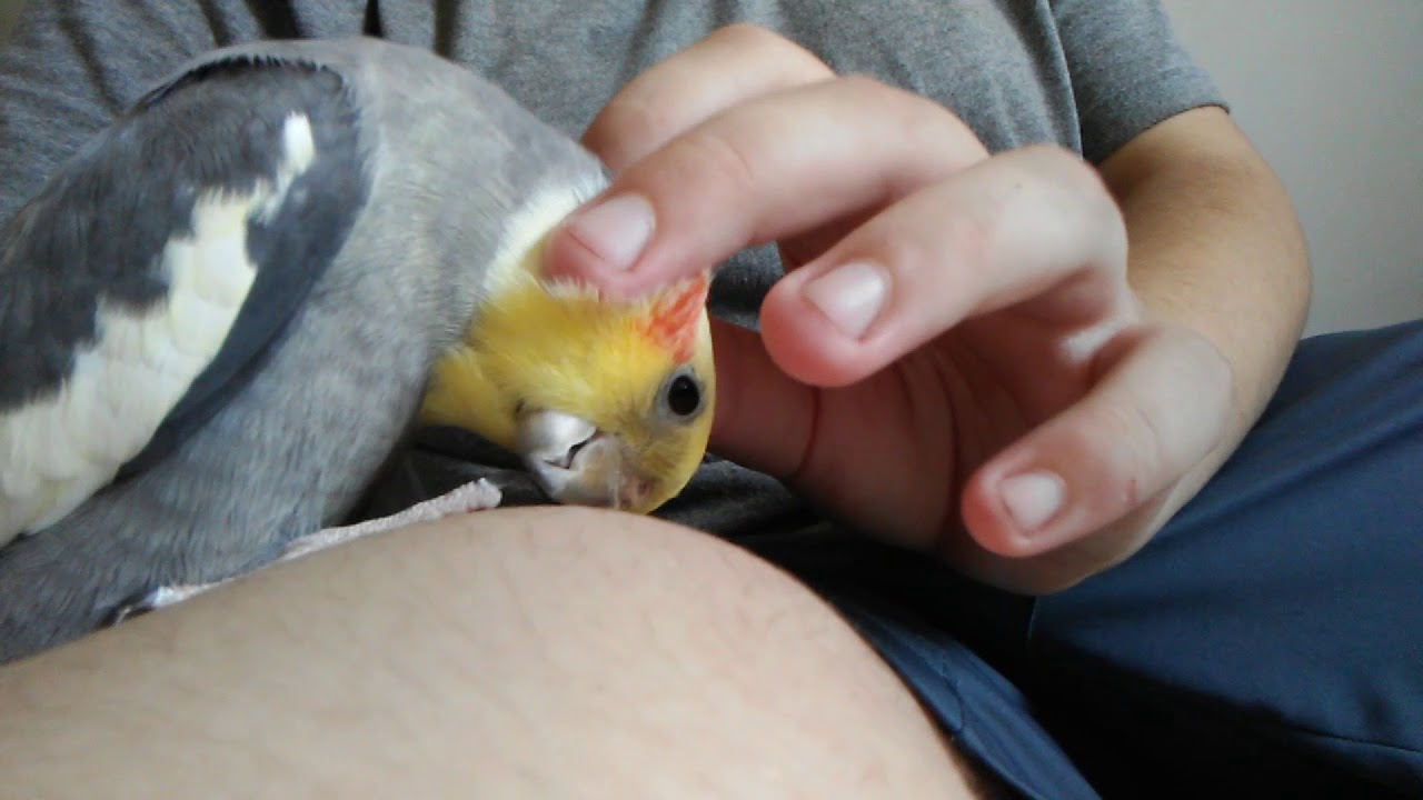 Scritch Scratch - YouTube