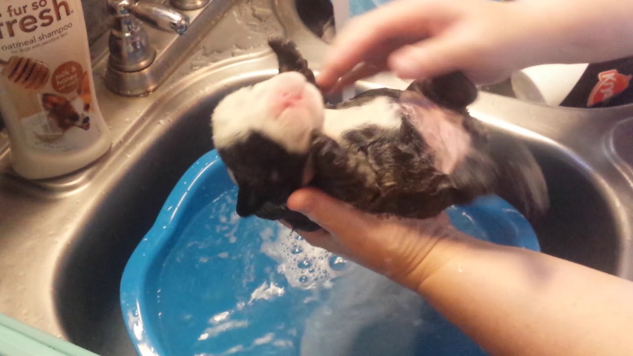 English Bulldog Puppy Getting a Bath - YouTube