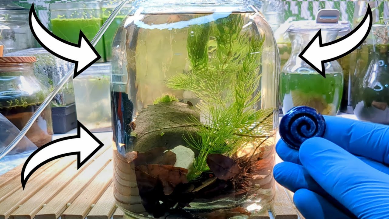 Nano Tank Setup with Phillips Fish Works' Bag of Bugs! - YouTube