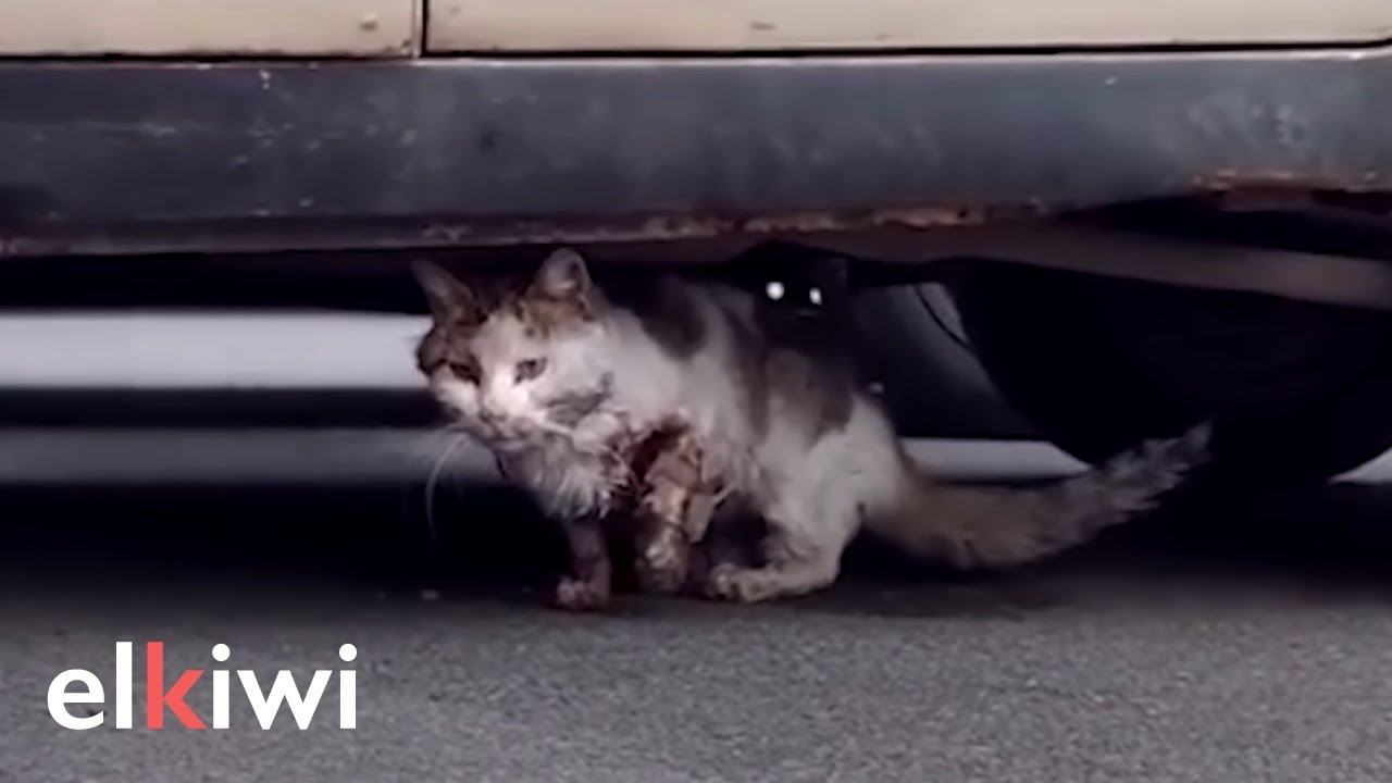 Su cuerpo estaba podrido y lo desahuciaron - YouTube