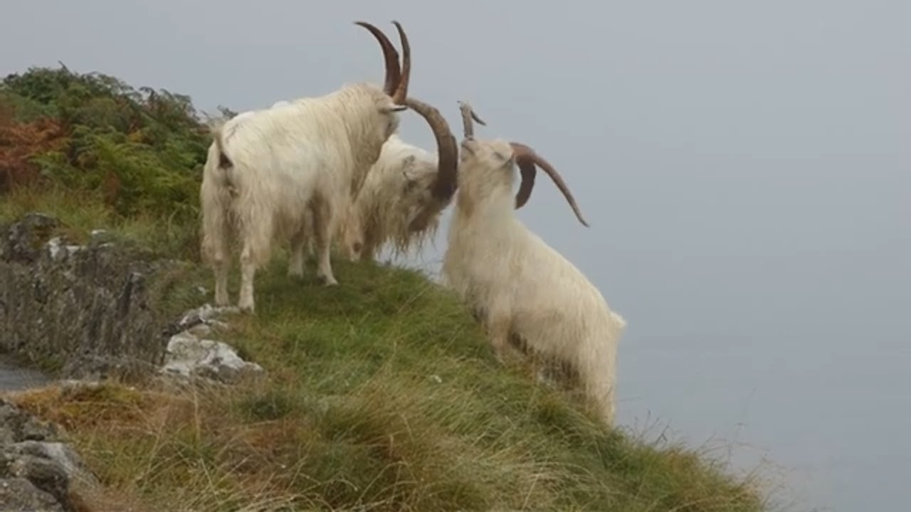 Great Orme Goats during rutting/mating season - YouTube