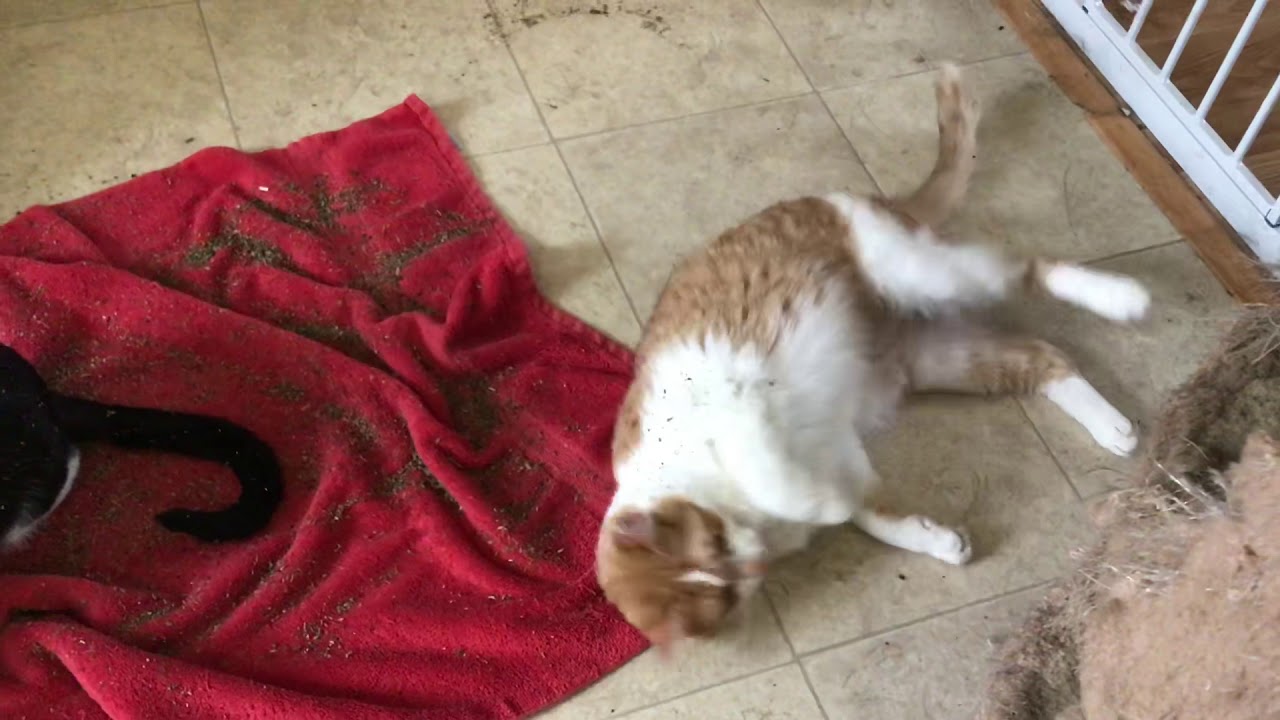 The gang on catnip - YouTube