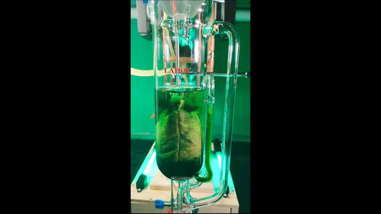 Cannabis oil Extraction, with Soxhlet Extractor. - YouTube