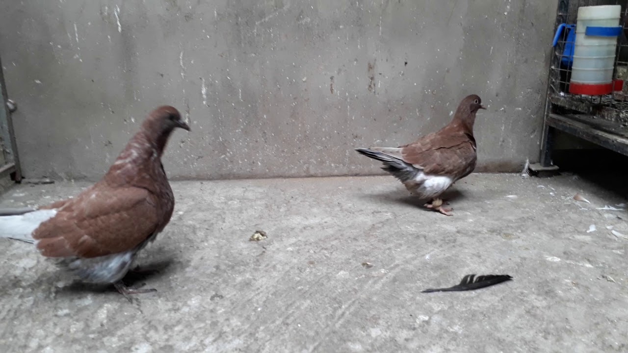French mondain chick's s&s pigeon faram Trivandrum - YouTube