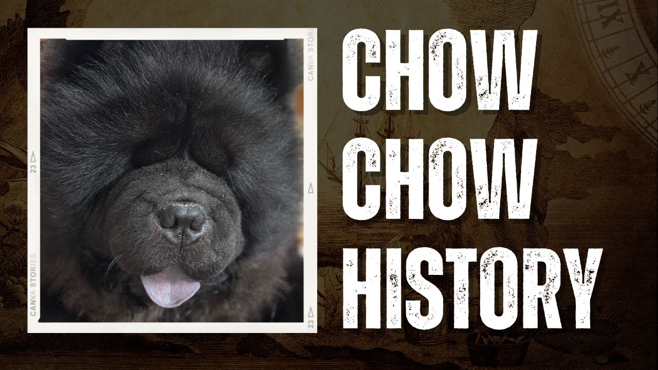 Chow Chow Dog Breed History | Theories about the Breed's origins - YouTube