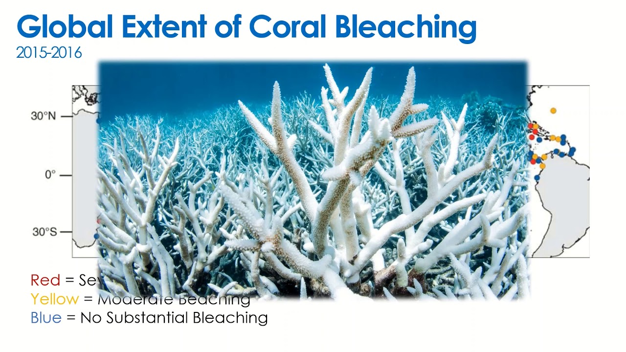 Climate Change and Coral Reef - YouTube