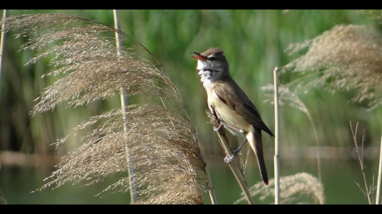 Птичка-пересмешка /Booted Warbler Live Show - YouTube