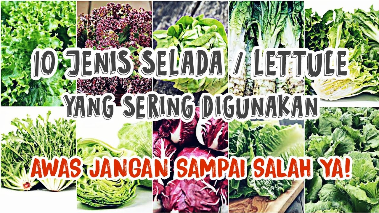 Ini Dia 10 Jenis Selada Yang Kalian Wajib Tau Biar Gak Salah Nama‼️ ...