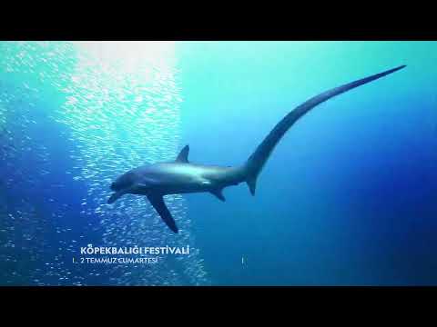 WILD | Köpekbalığı Festivali | 2 Temmuz