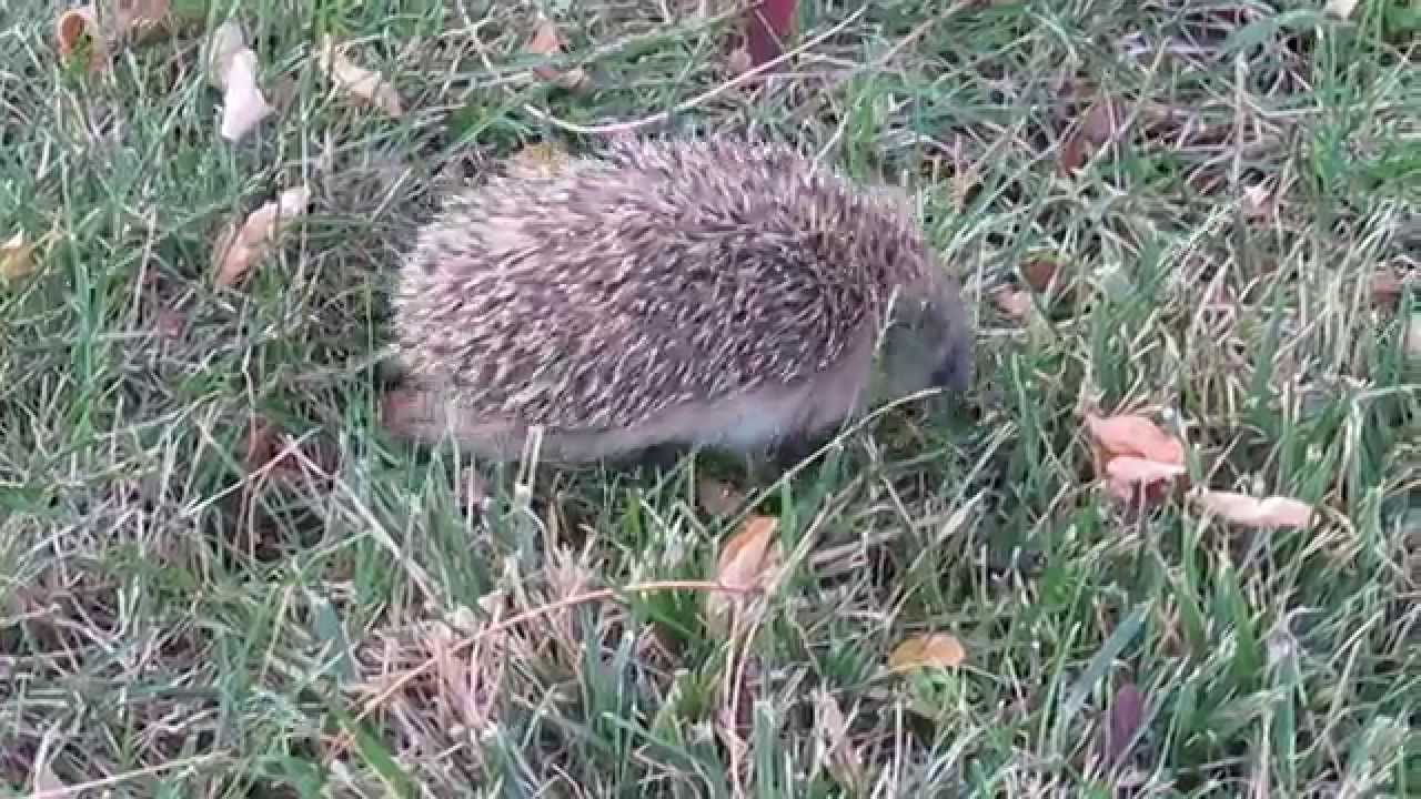 Erizo común (Erinaceus europaeus) - YouTube