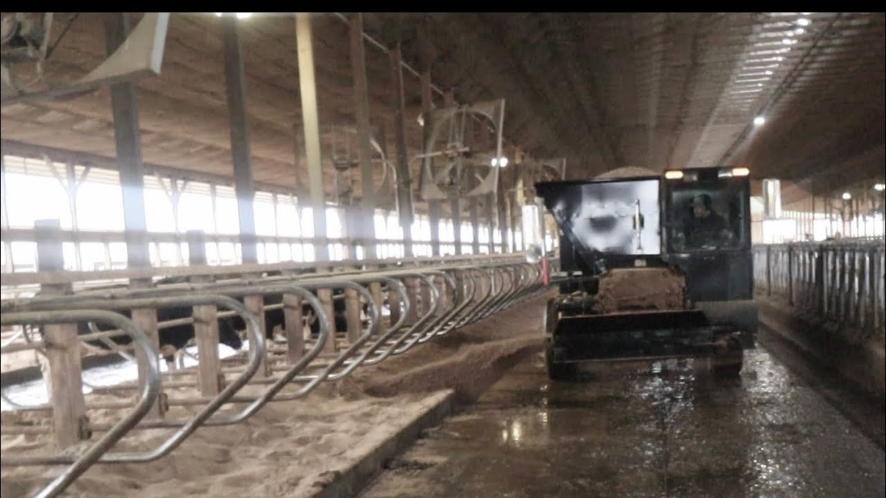 Mensch sand truck bedding cow stalls with sand - YouTube
