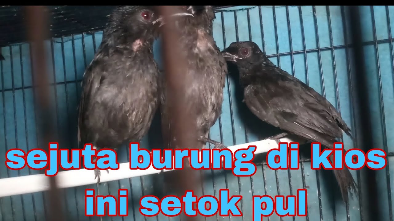 pasar burung pramuka ter baru hari ini saptu tanggal 10 desember 2022 ...