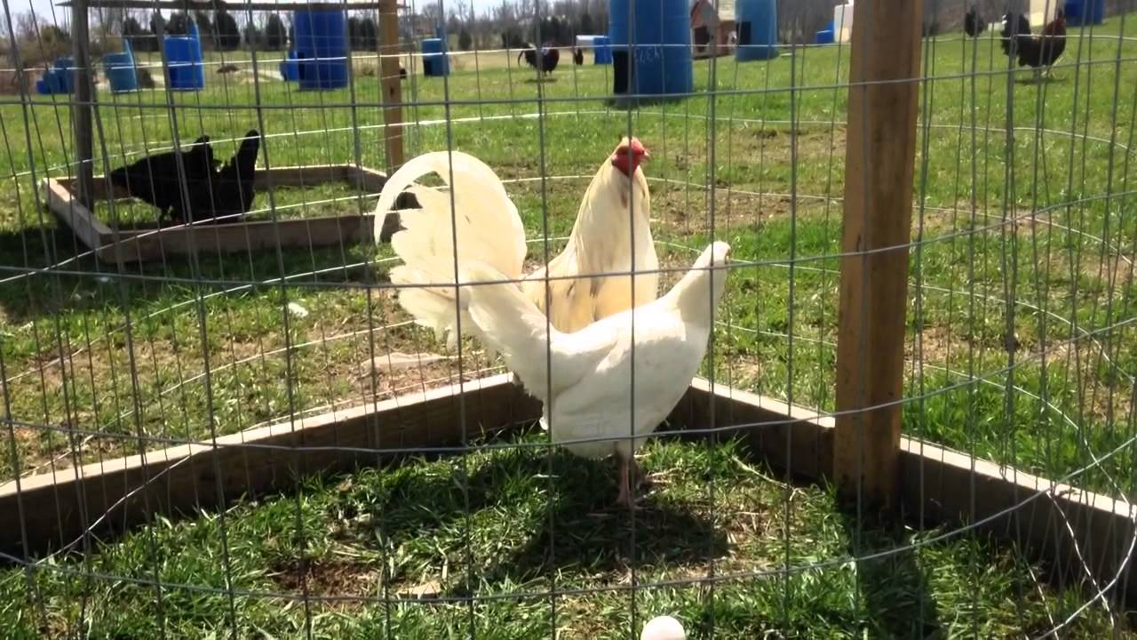 White Kelsos - YouTube