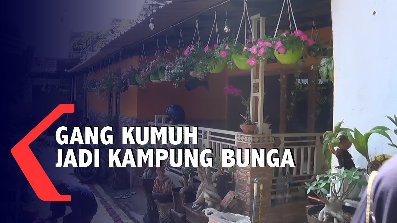 Gang Kumuh Disulap Jadi Kampung Bunga - YouTube