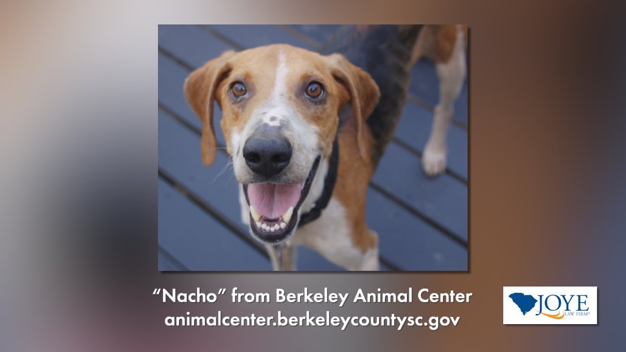 Pet of the Week: "Nacho" from Berkeley Animal Center - YouTube
